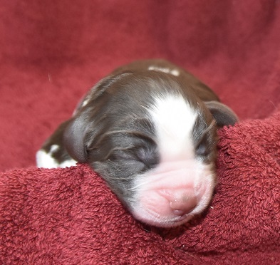English Springer Spaniel puppies, Diane Herns, breeder of Karmadi ...