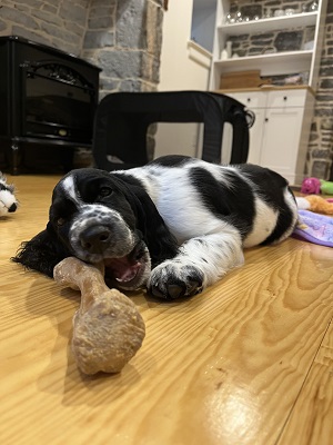English Springer Spaniel puppies, Diane Herns, breeder of Karmadi ...