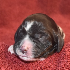 English Springer Spaniel puppies, Diane Herns, breeder of Karmadi ...